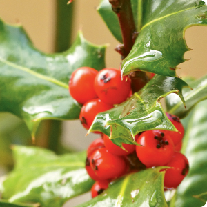 Happy Holly-days | Myrtle Beach, SC | Grand Strand Magazine