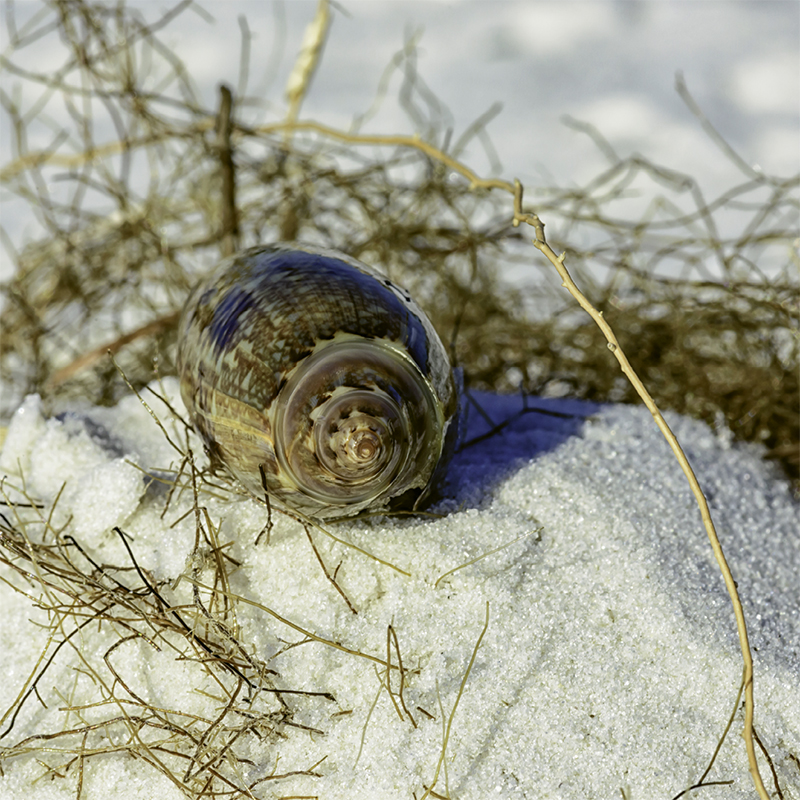 The Lettered Olive (Oliva sayana) | Myrtle Beach, SC | Grand Strand ...