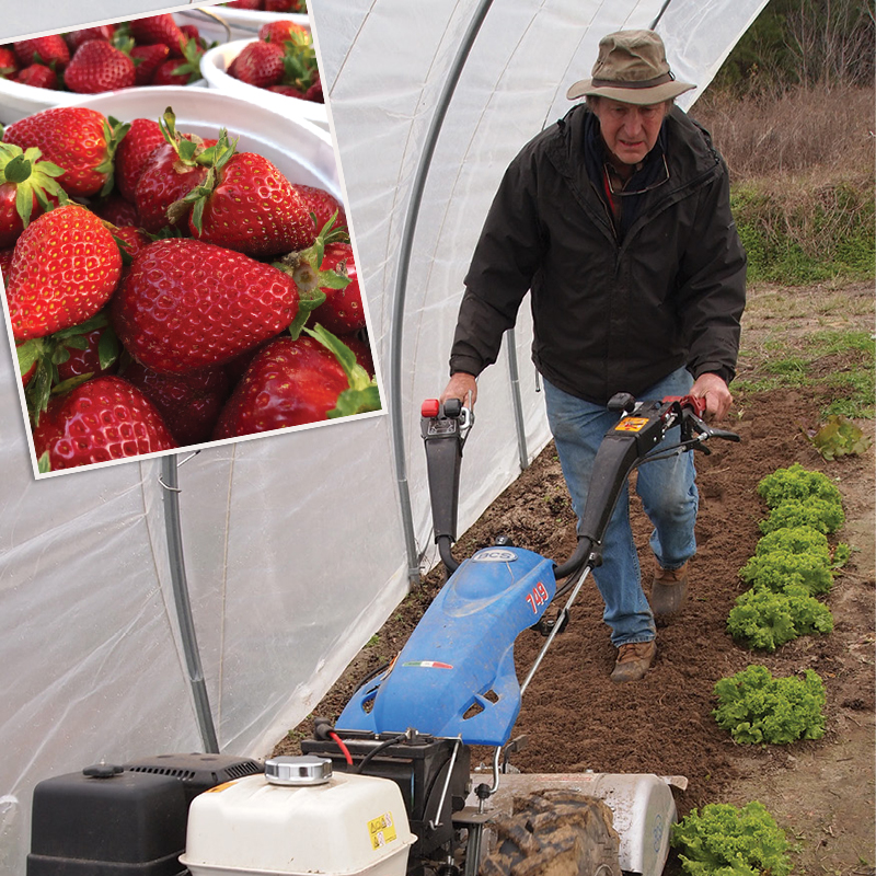 A Day in the Life of a Farmer at Indigo Farms | Myrtle Beach, SC ...