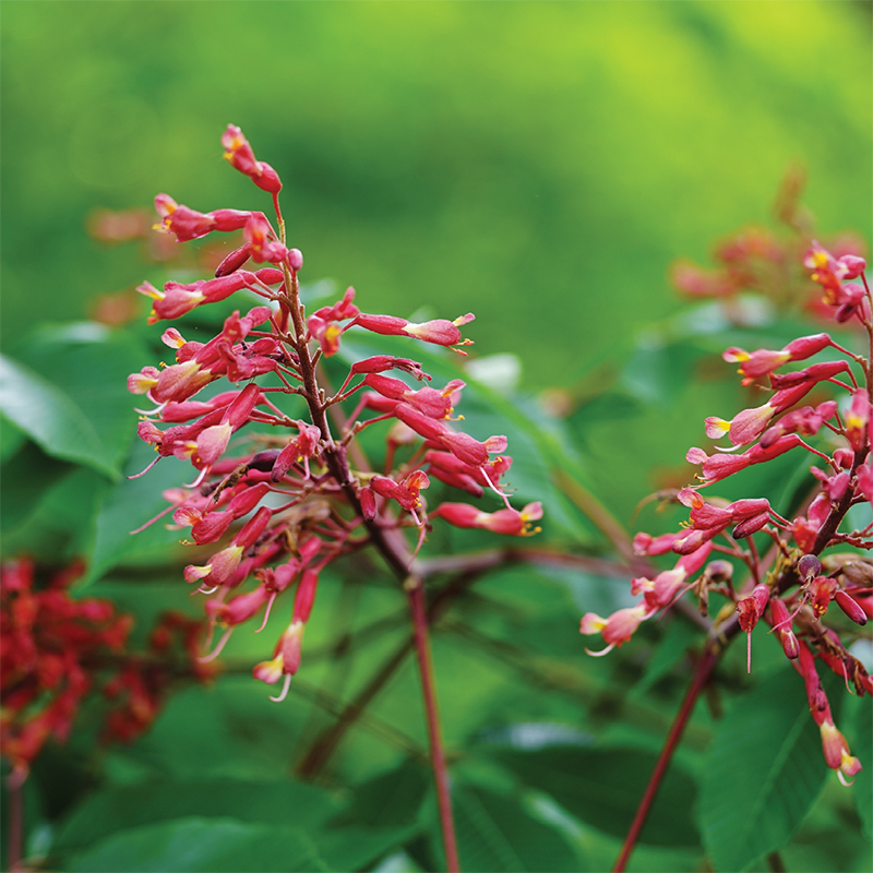 Red Buckeye (Aesculus Pavia) | Myrtle Beach, SC | Grand Strand Magazine
