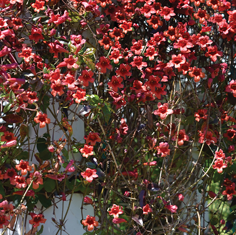 Red Crossvine (Bignonia capreolata ‘Atrosanguinea’) | Myrtle Beach, SC ...