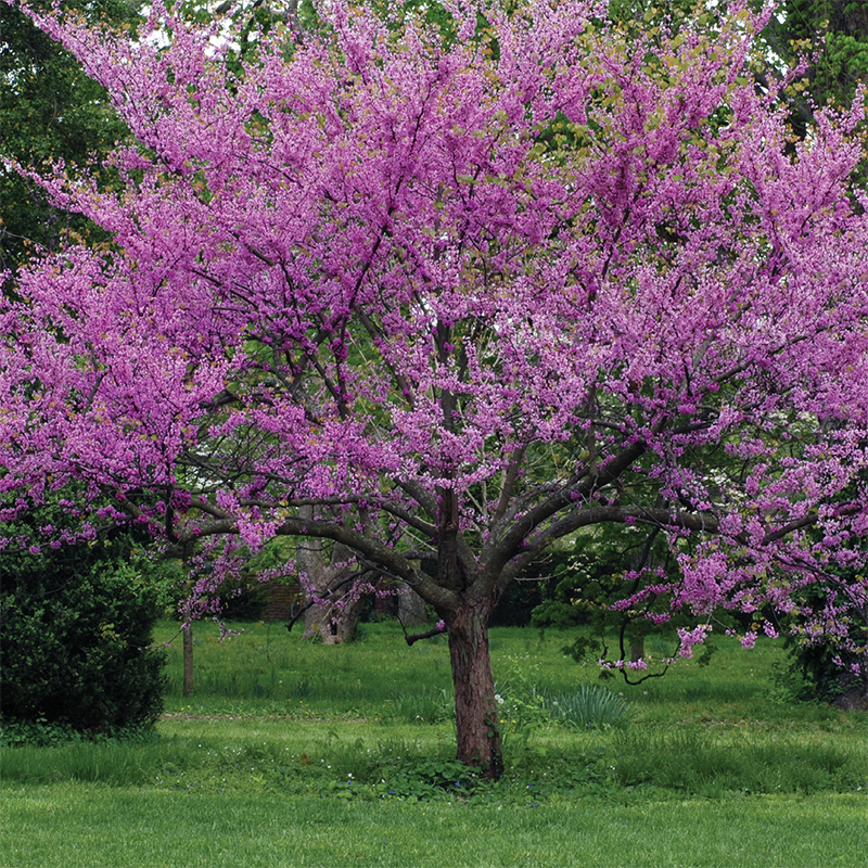 7 Fun Facts About The Resplendent Redbud | Myrtle Beach, SC | Grand ...