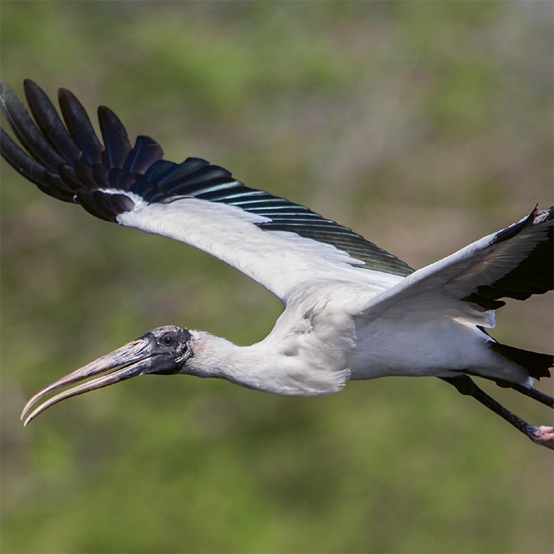 Myrtle Beach SC | Wood Stork (Mycteria Americana) | Grand Strand Magazine