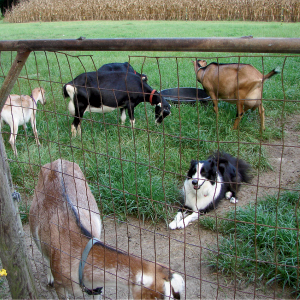 Goodness from Goats | Myrtle Beach, SC | Grand Strand Magazine