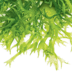 Sea Green | Myrtle Beach, SC | Grand Strand Magazine