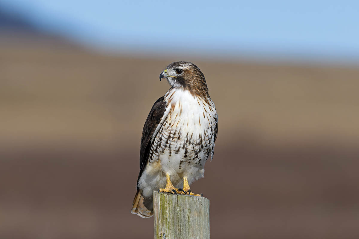 Learn about the Red-Tailed Hawk, largest Member of the Hawk Family ...