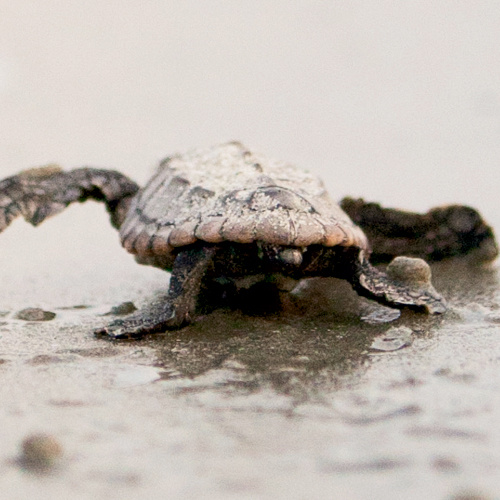 Seeing the Sea Turtle | Myrtle Beach, SC | Grand Strand Magazine
